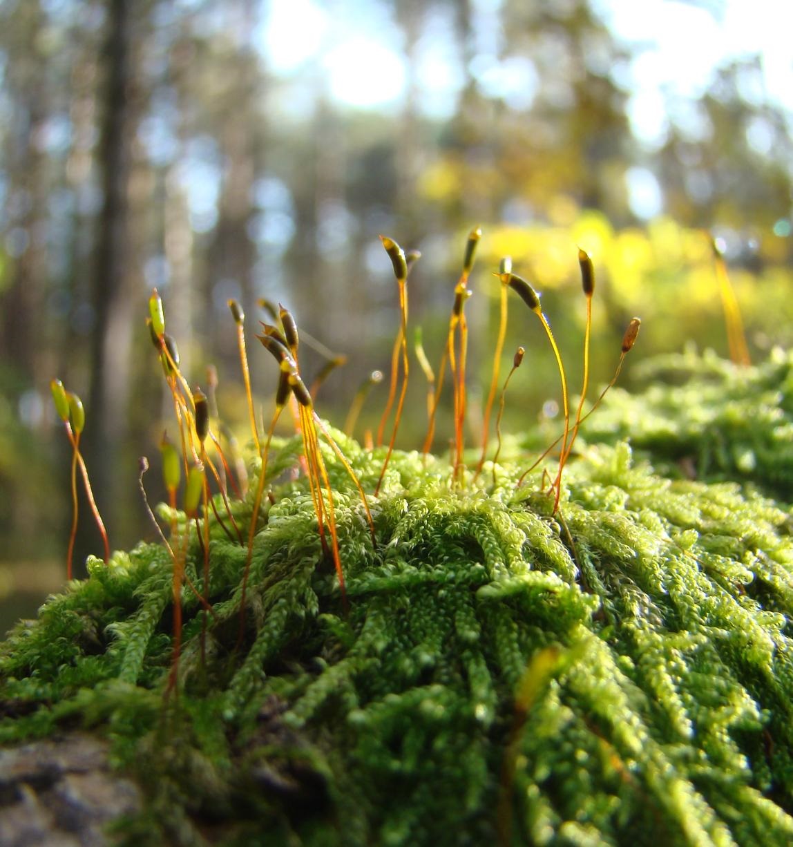 2020_FSC Poland_Poland_(c)FSC Poland_Marek Rzonca 04.jpg | Welcome To ...