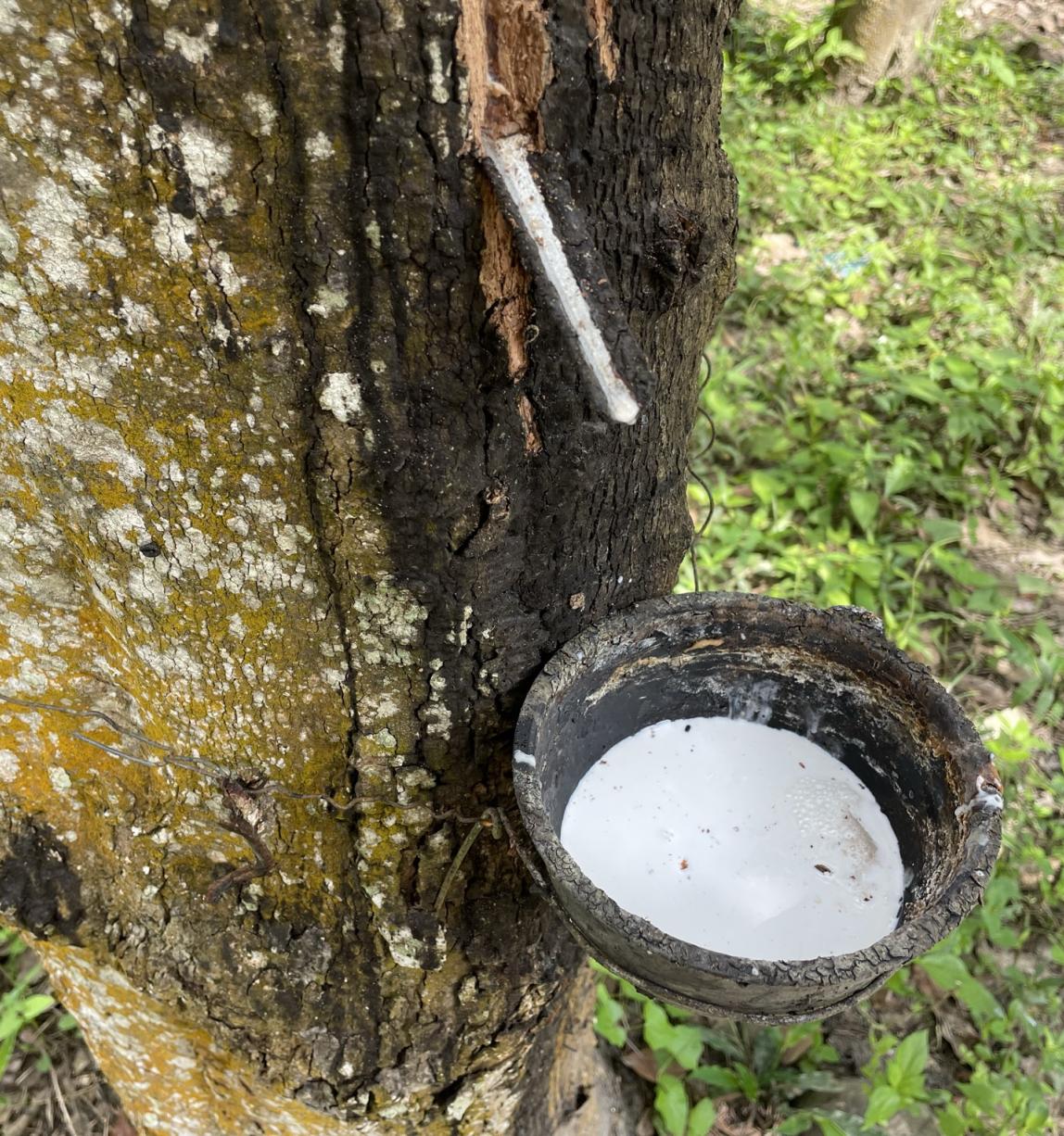 Rubber tapping – falling drop, green background II_KUSKE.jpeg | Welcome ...