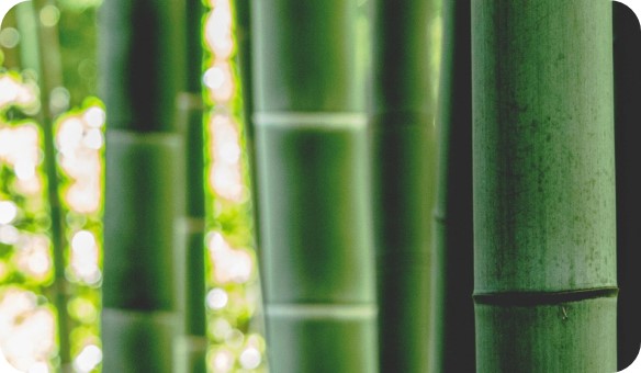 2022_FSC China_FSC certified bamboo forest_China-Anji City-Hengxiwu ...